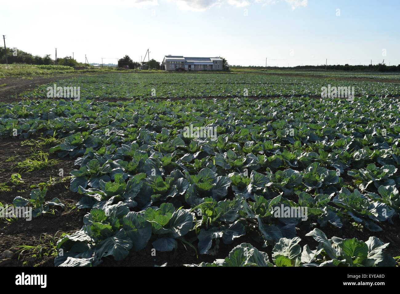 Cabbage field. Cultivation of cabbage in an open ground in the field ...
