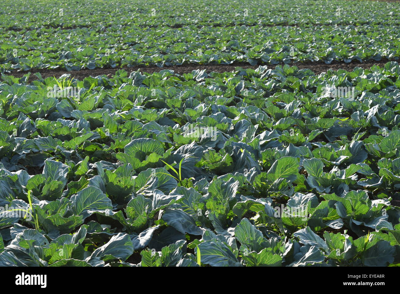Cabbage field. Cultivation of cabbage in an open ground in the field ...