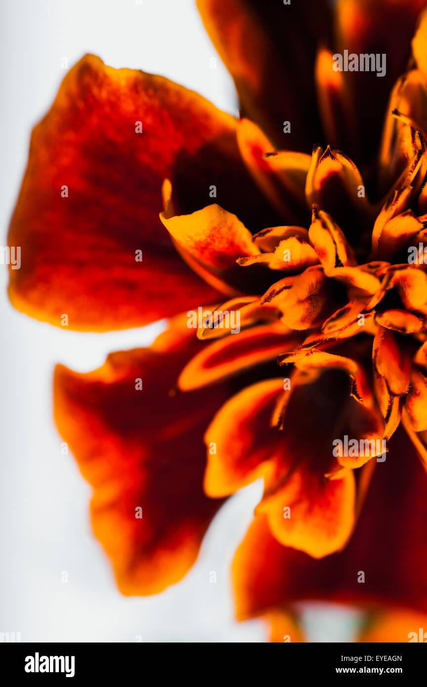 Marigold flower abstract background hi-res stock photography and images ...