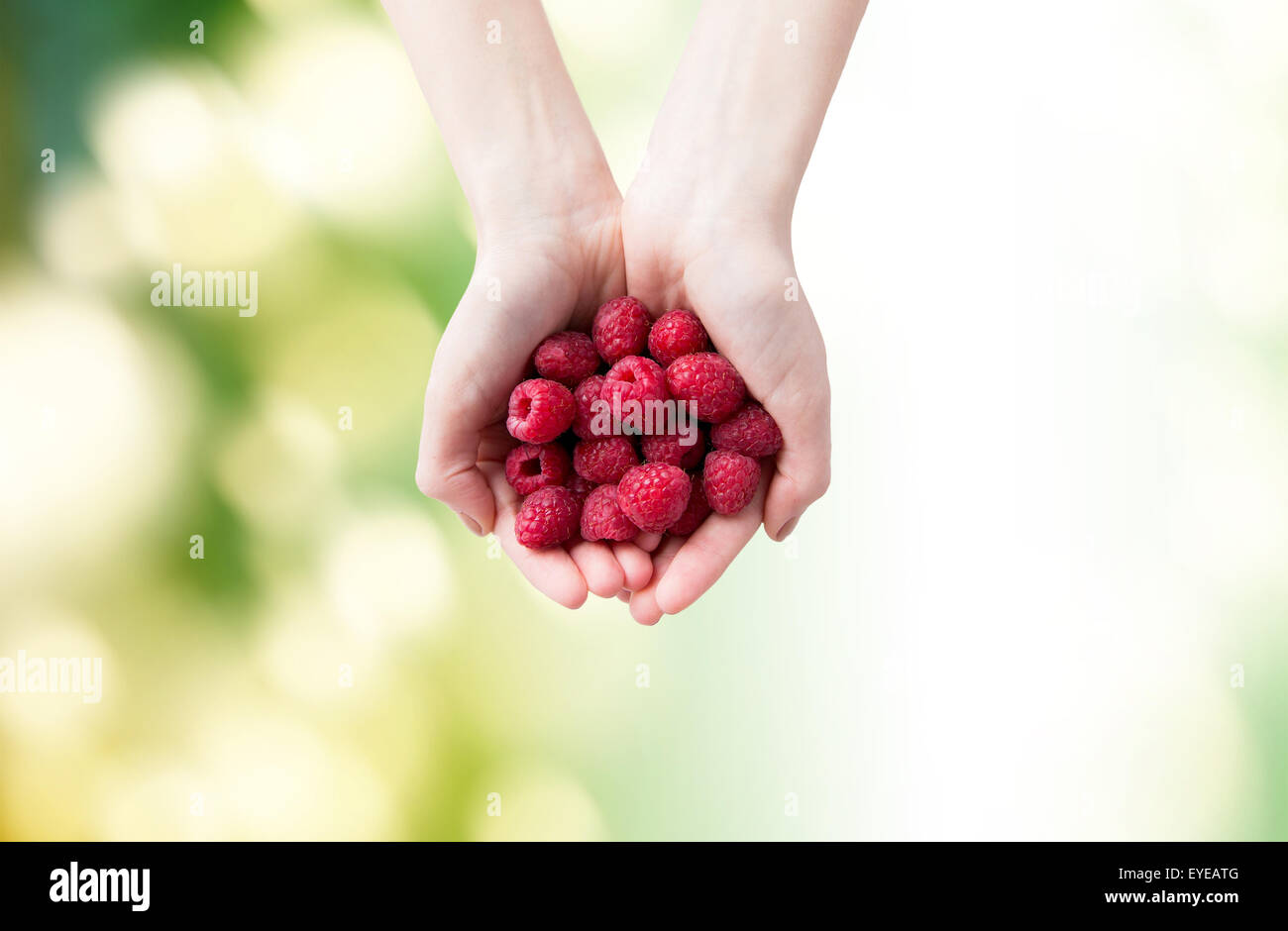 close up of woman hands holding raspberries Stock Photo - Alamy