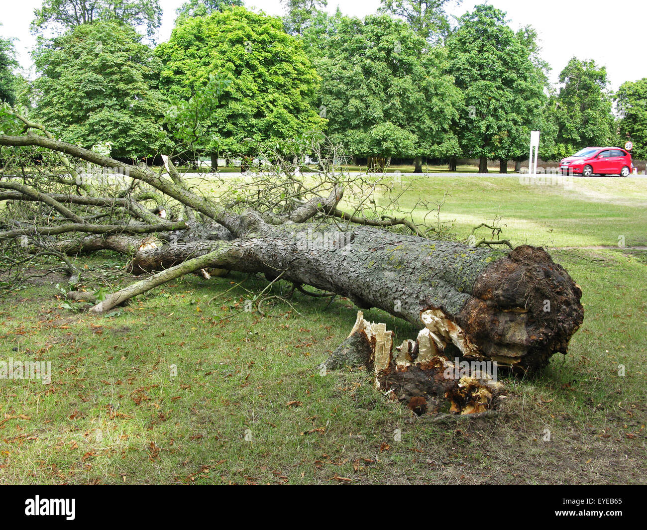 Knocked over tree hi-res stock photography and images - Alamy