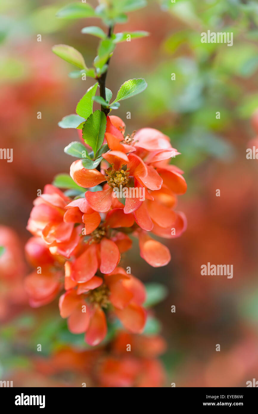 Japanese quince japonica rosaceae hi-res stock photography and images ...