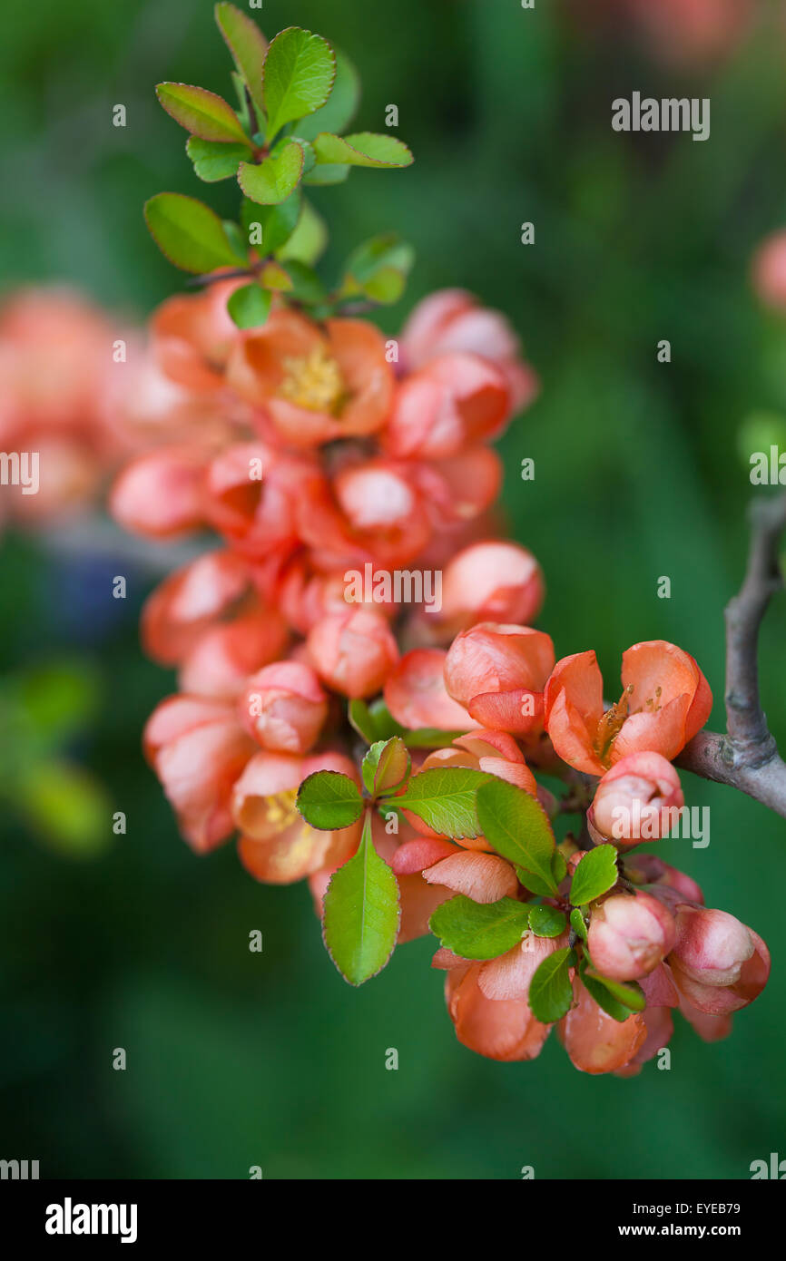 Japanese quince japonica rosaceae hi-res stock photography and images ...