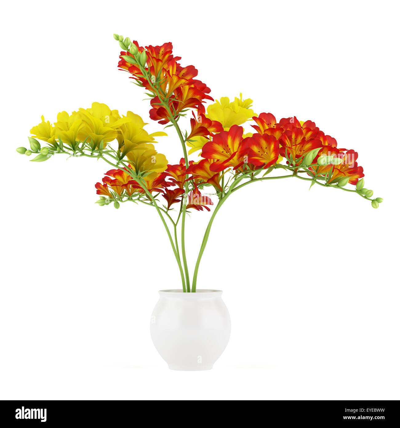 red and yellow flower in pot isolated on white background Stock Photo ...