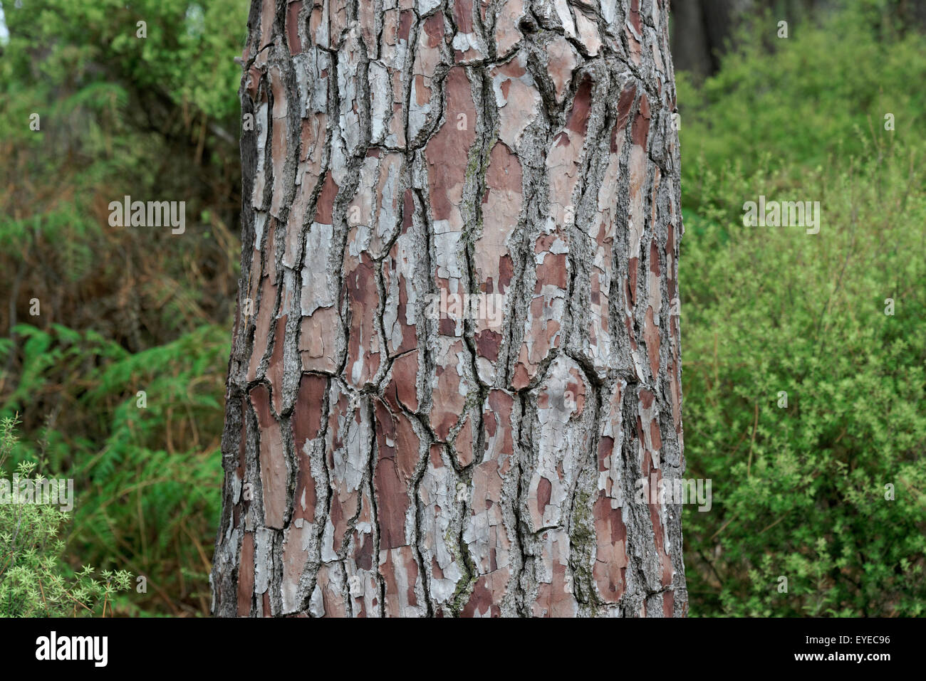 Tree Bark at Wai-O-Tapu, Volcanic Geothermal destination, Rotorua New ...
