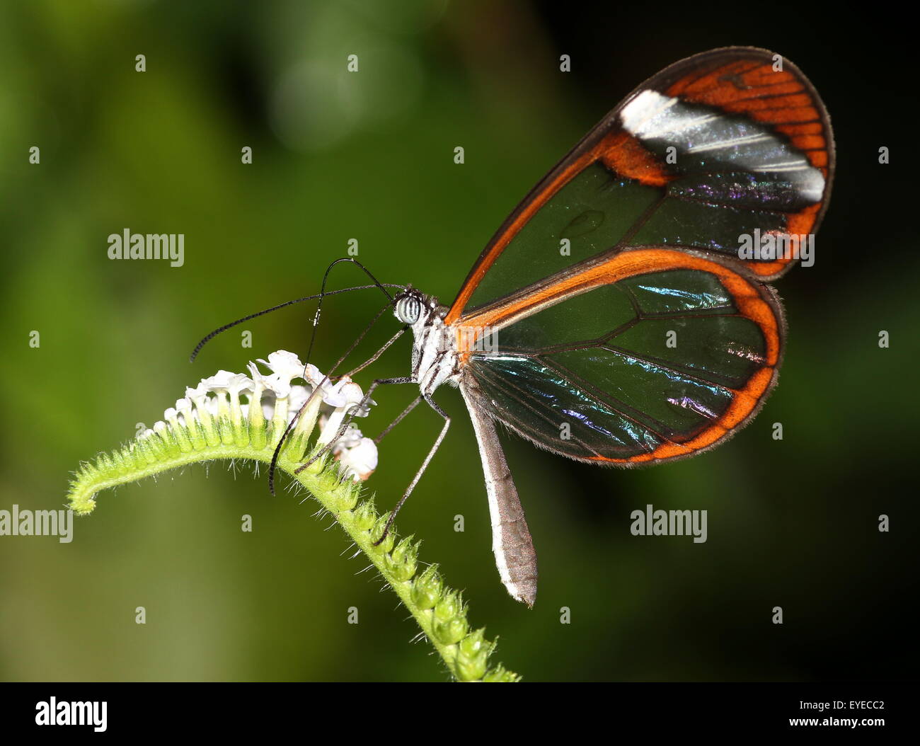 Glasswinged butterfly or Clearwing (Greta oto) feeding on an exotic ...