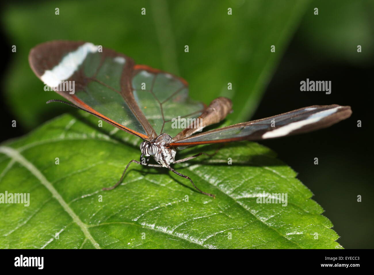 Glasswinged butterfly or Clearwing (Greta oto) posing on a leaf, dorsal ...