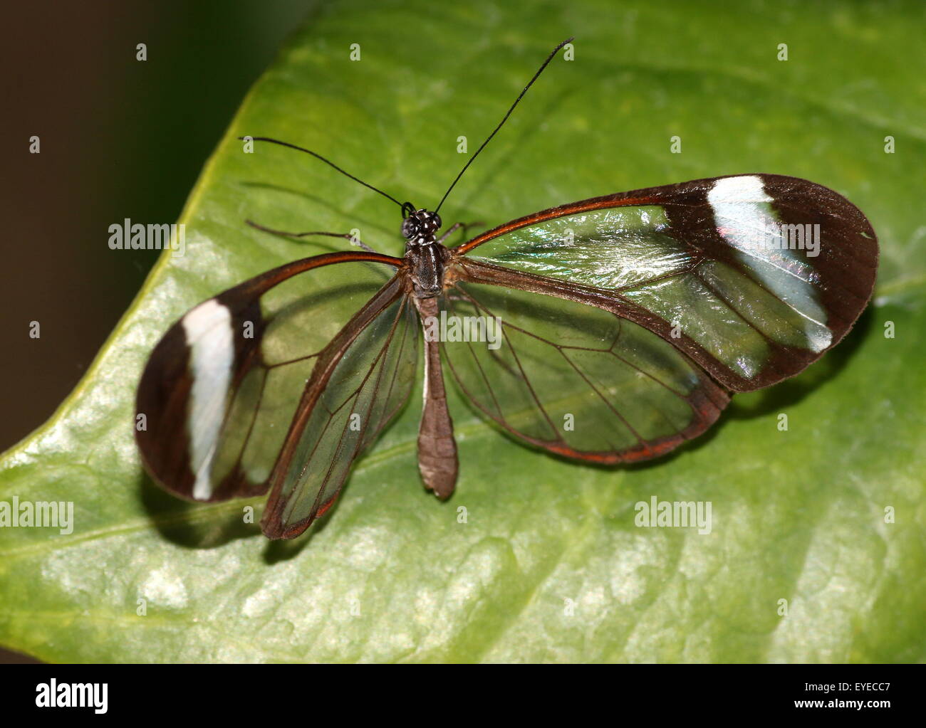 Glasswinged butterfly or Clearwing (Greta oto) posing on a leaf, dorsal ...