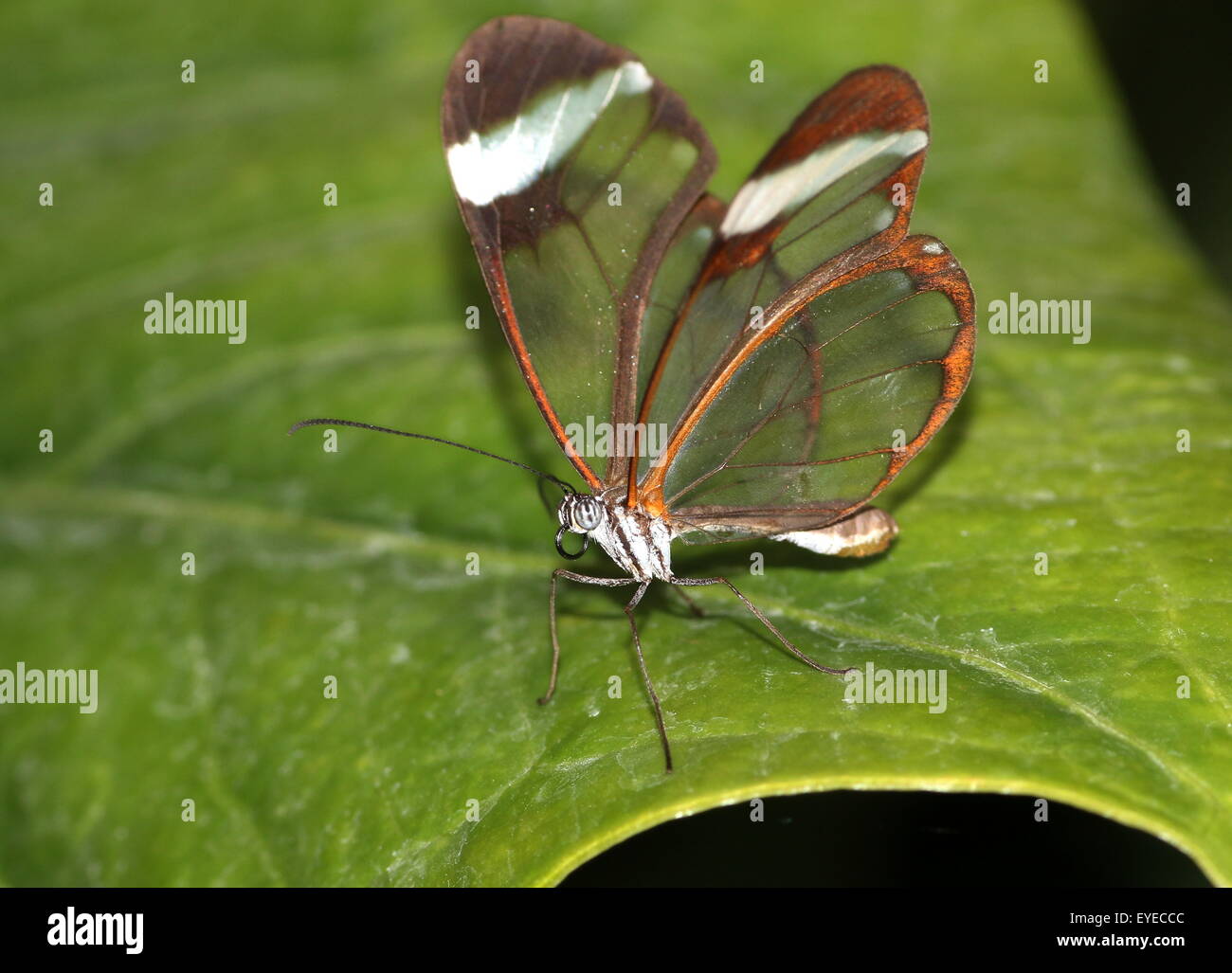 Central American Glasswinged butterfly or Clearwing (Greta oto) posing ...