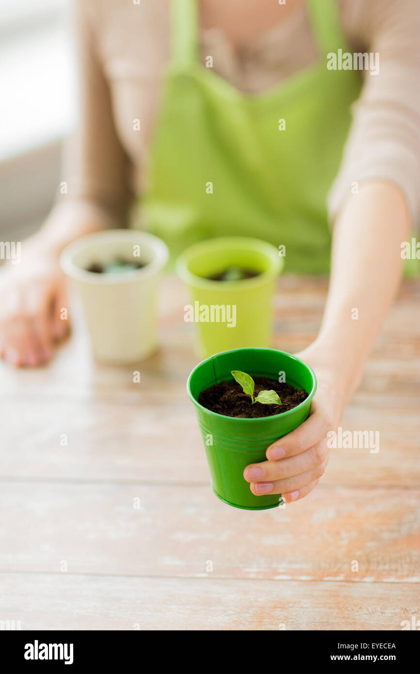 Sprout pot hi-res stock photography and images - Alamy