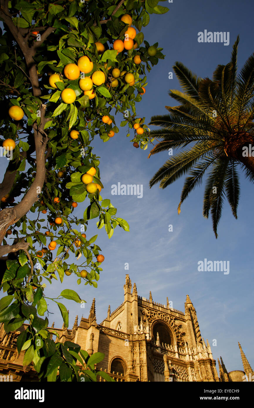 Seville, Spain. Orange Trees By Cathedral Gilrada Stock Photo - Alamy