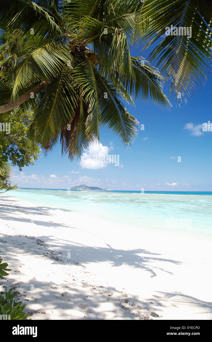 Seychelles, Beach With Palm Tree; North Island Stock Photo - Alamy