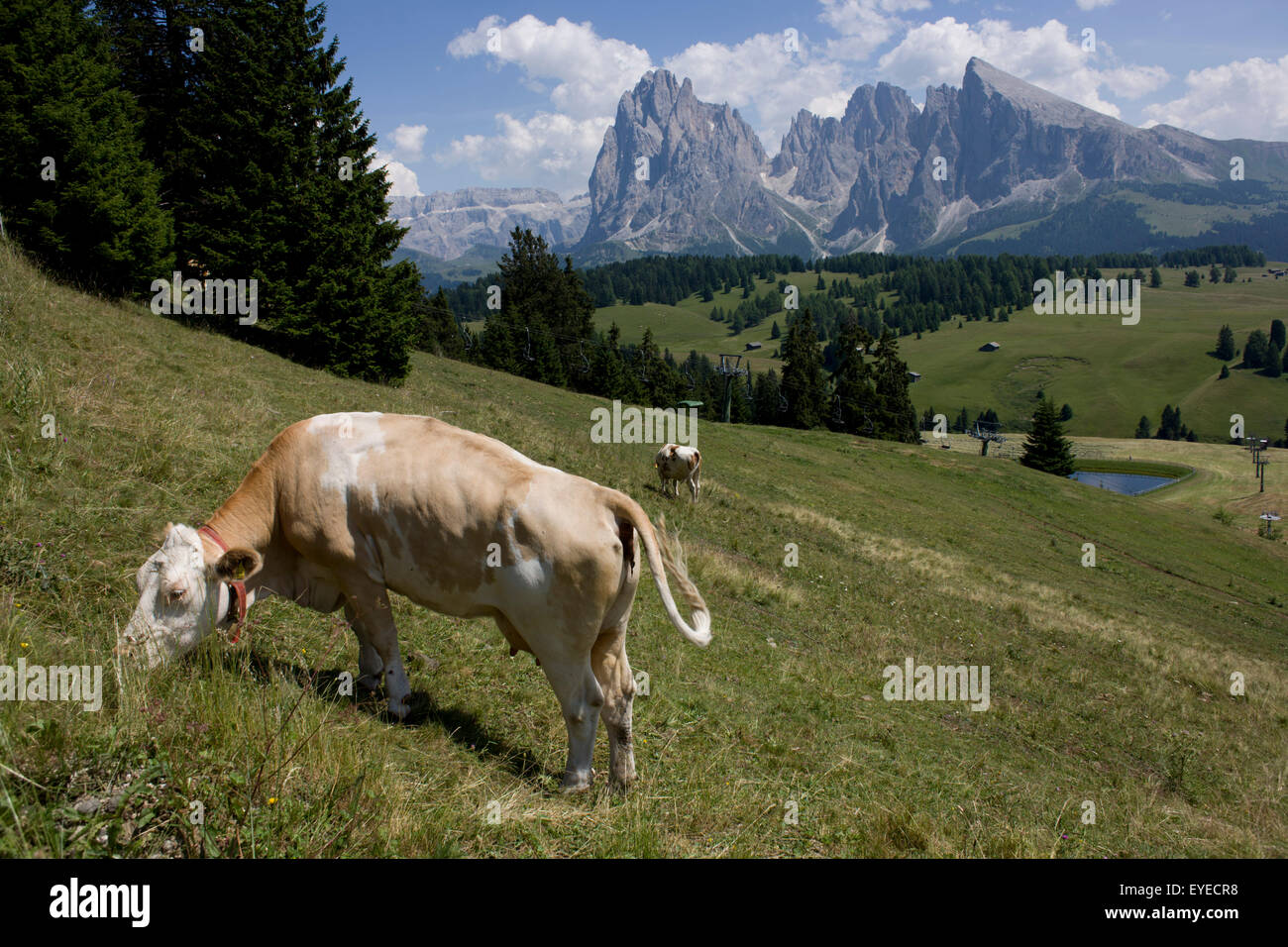 Animals of the dolomites hi-res stock photography and images - Alamy