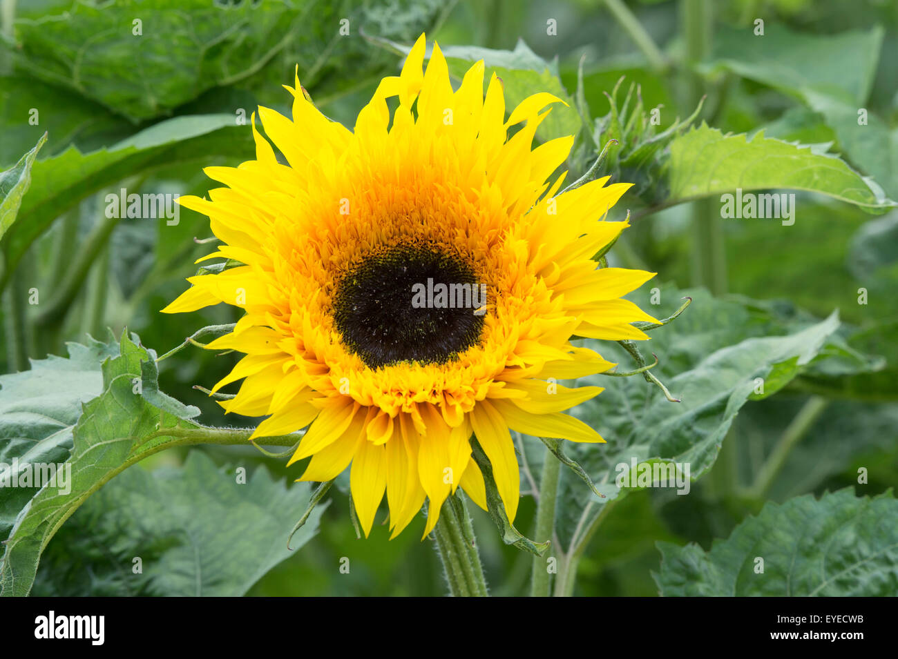 Helianthus annuus. Sunflower ’Starburst Panache’ Stock Photo - Alamy