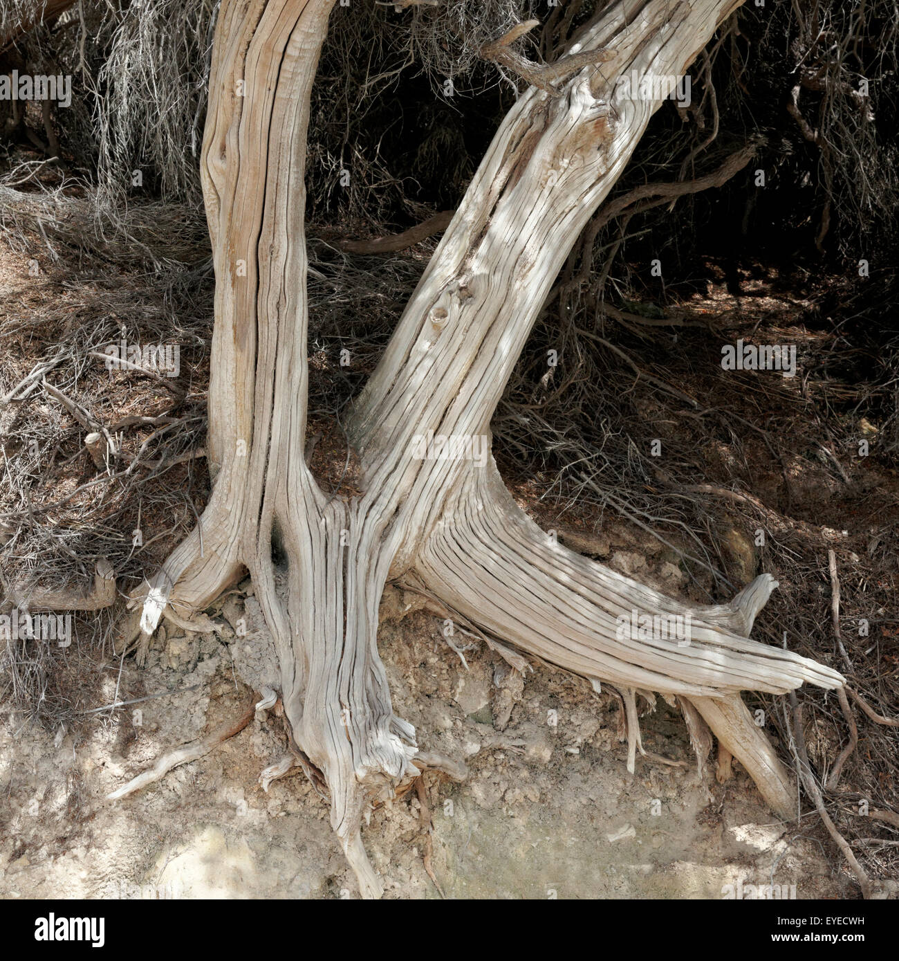 Dried Out Tree Root Stock Photo - Alamy