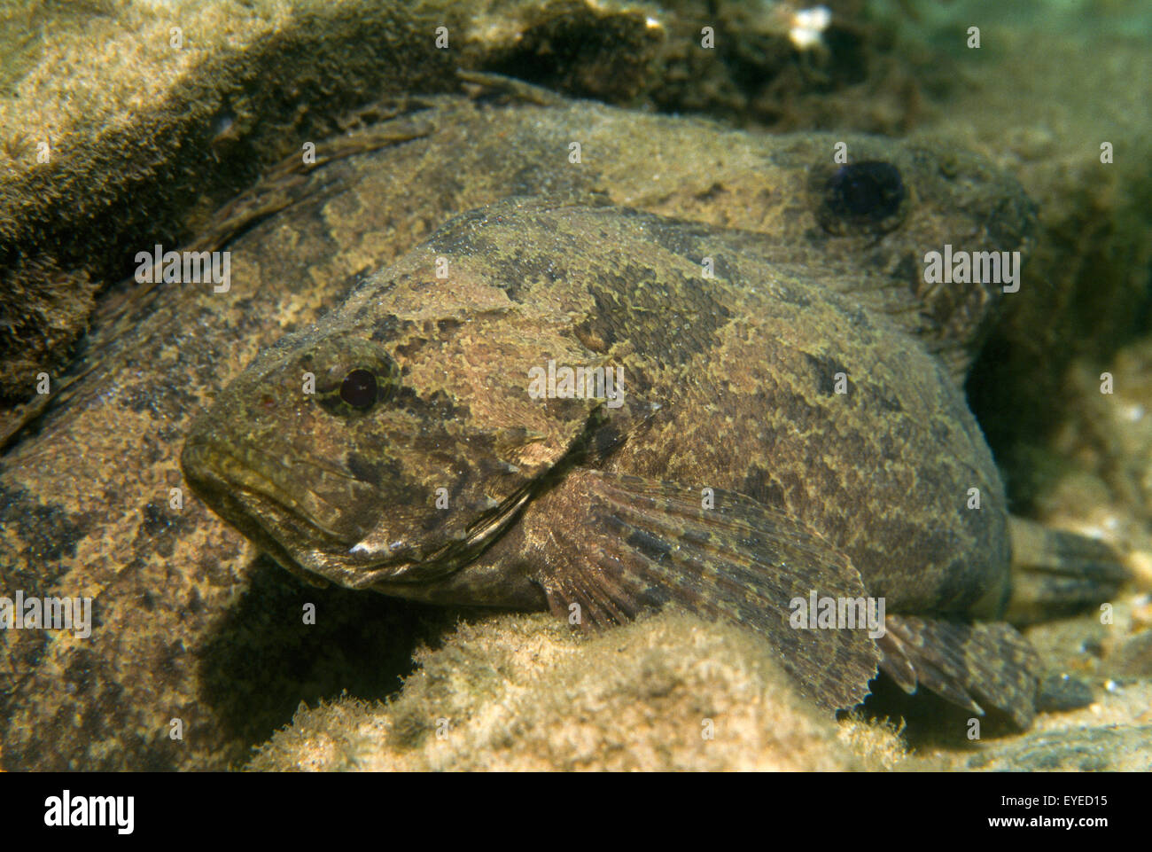 Bullrout (Notesthes robusta Stock Photo - Alamy
