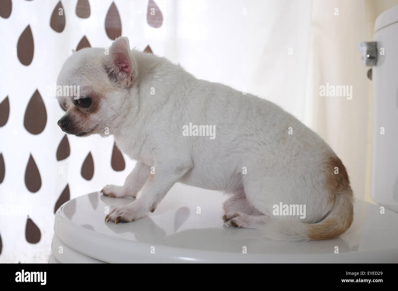 Dog in bath room Stock Photo - Alamy