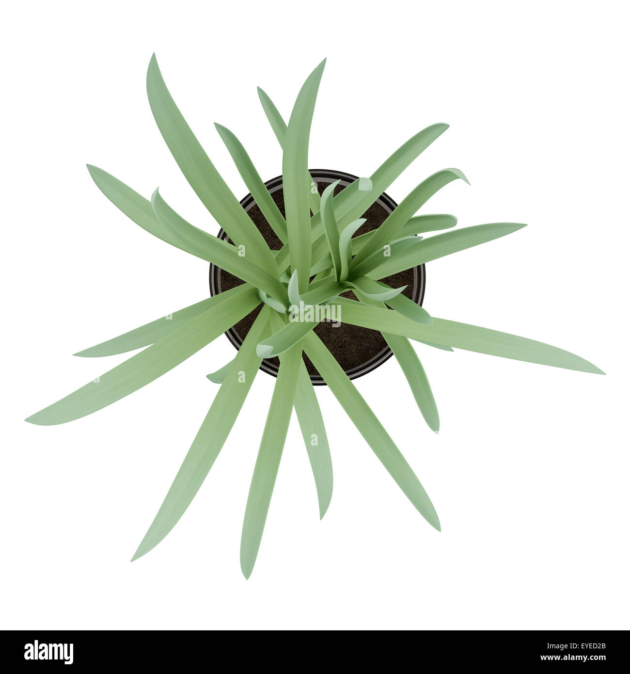 top view of houseplant in glass pot isolated on white background Stock ...