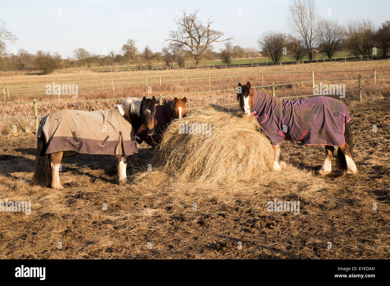 Horses eating hay winter suffolk hi-res stock photography and images ...