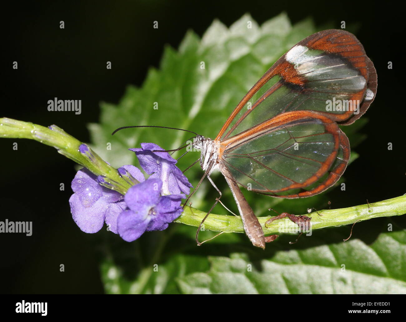 Glass winged butterfly hi-res stock photography and images - Alamy