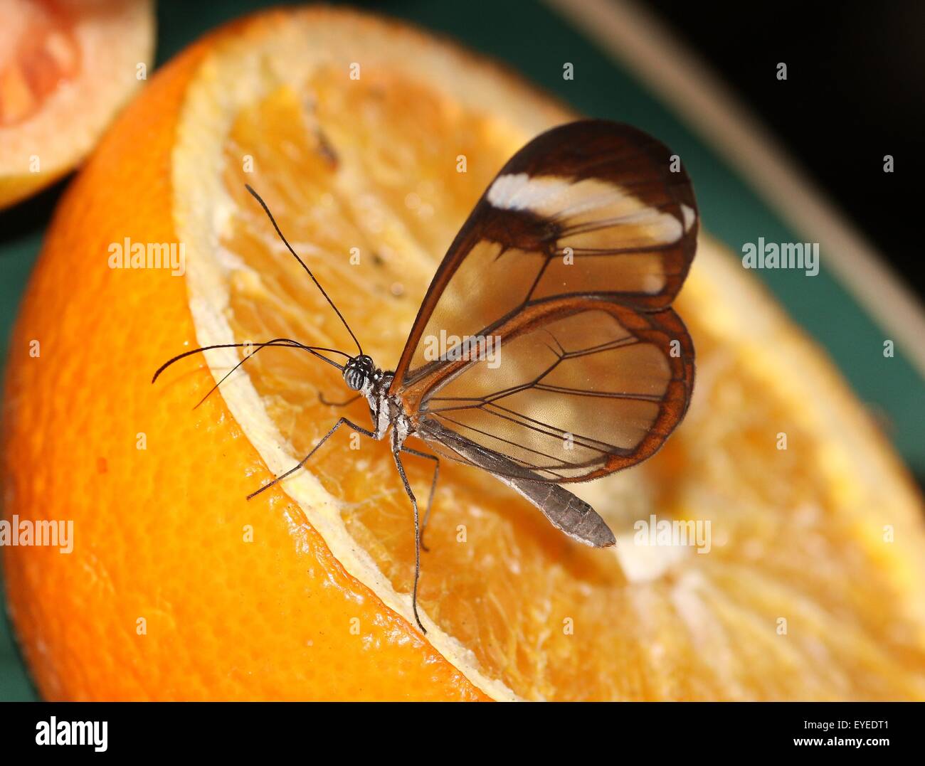 Central American / Mexican Glasswinged butterfly or Clearwing (Greta ...