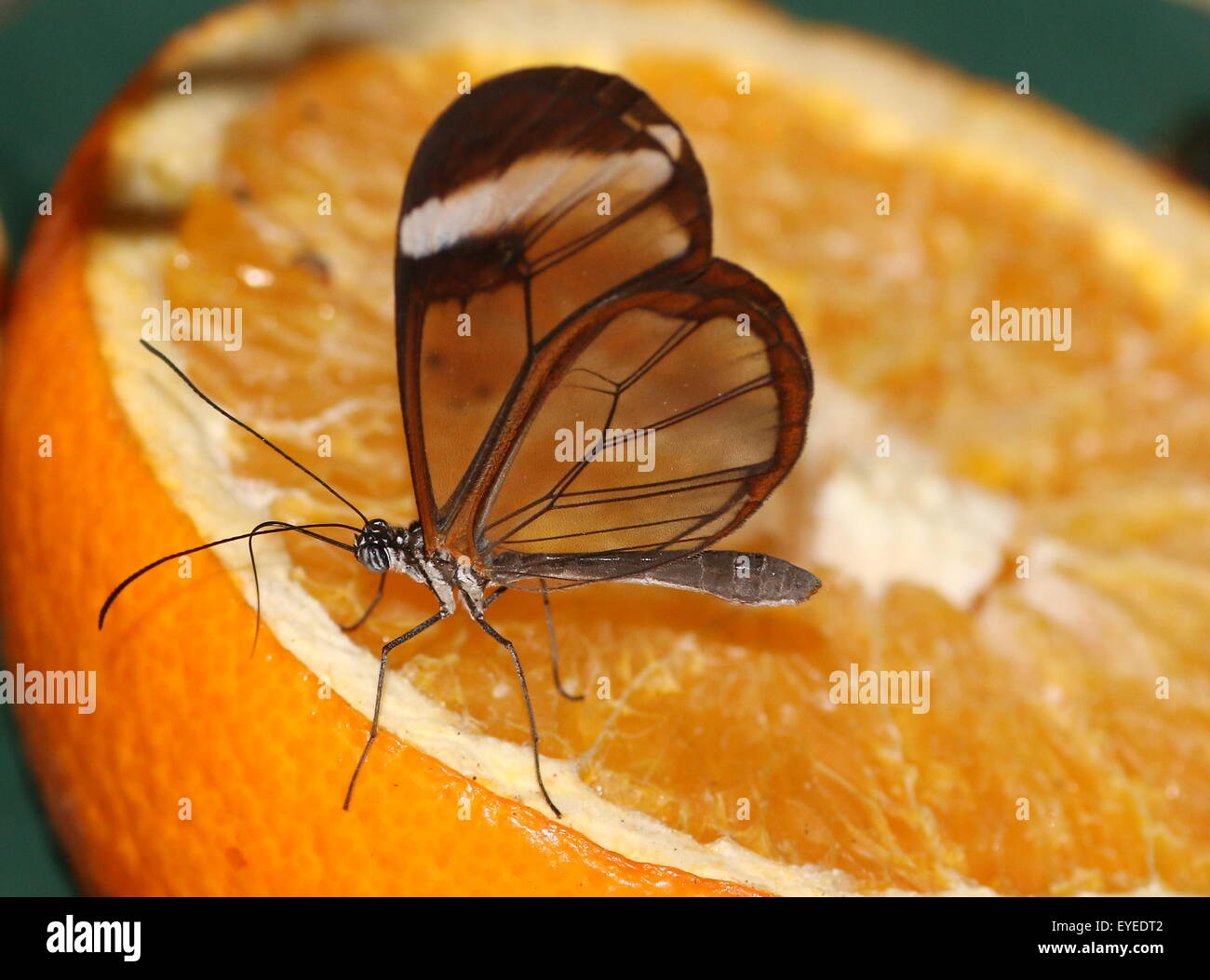 Clearwing butterfly hi-res stock photography and images - Alamy