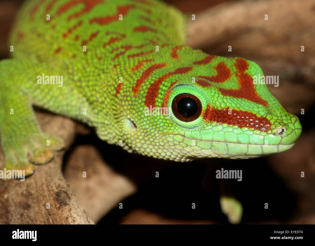 Green Madagascar Day Gecko (Phelsuma madagascariensis) portrait Stock ...