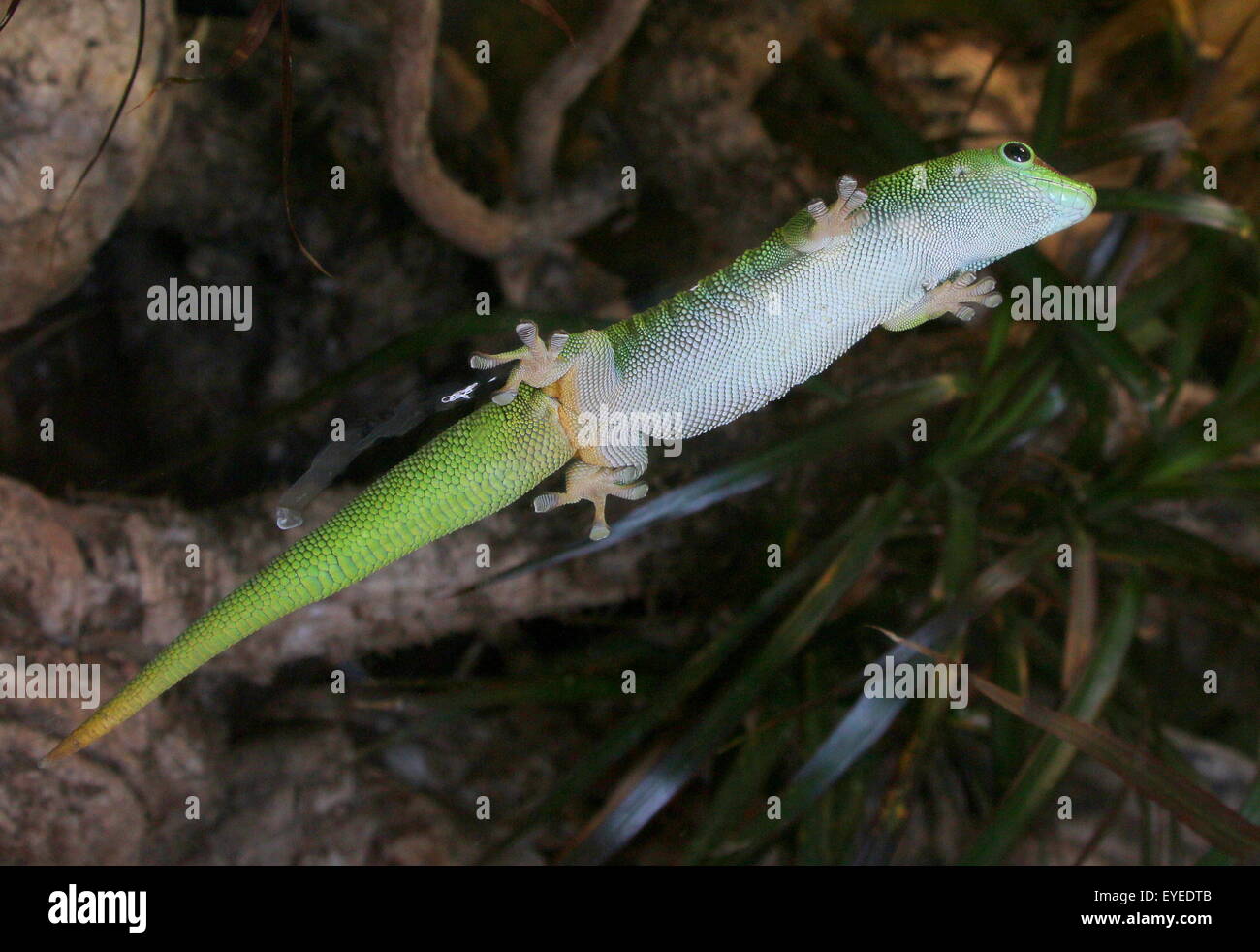 Green Madagascar Day Gecko (Phelsuma madagascariensis) clinging to a ...