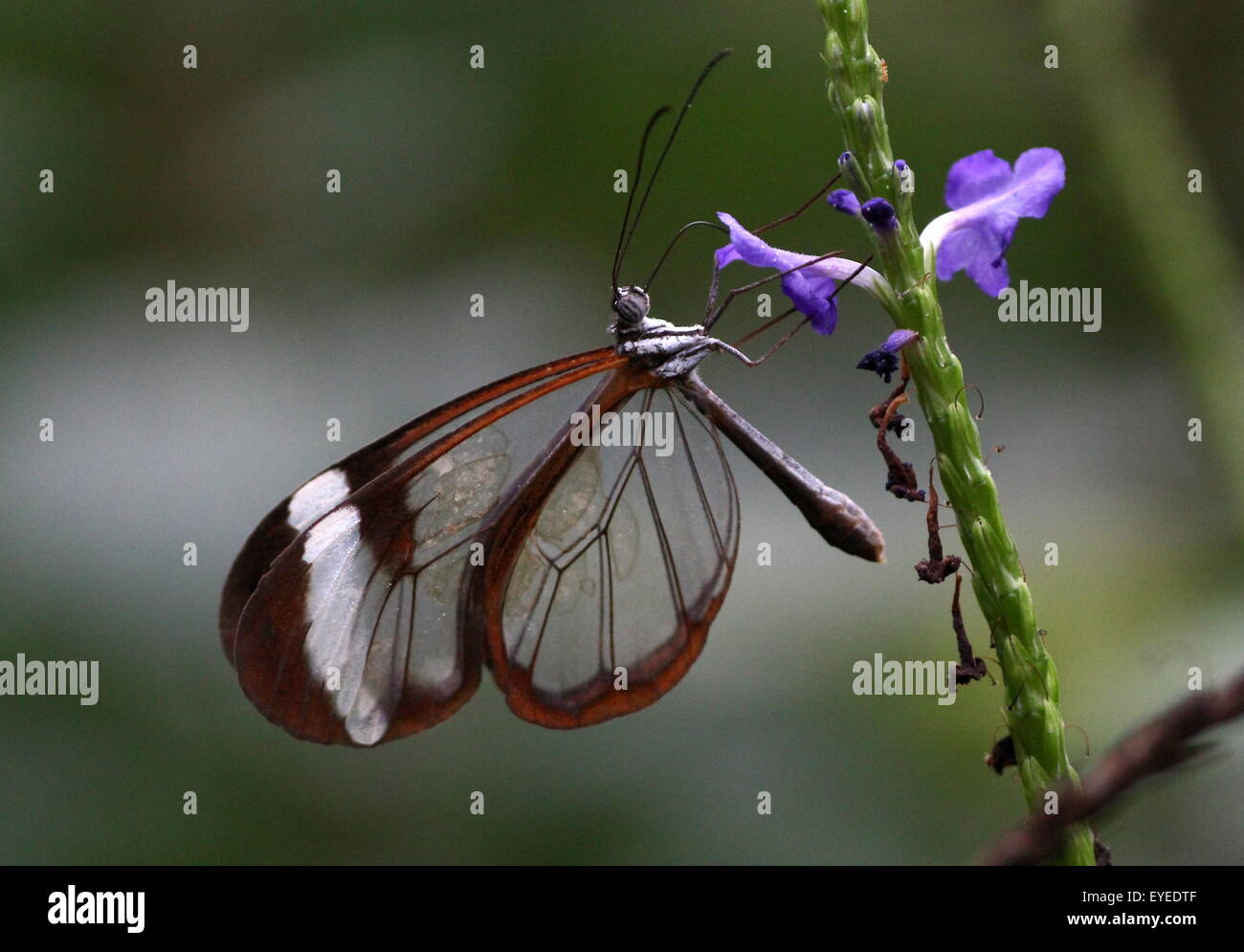 Glass winged butterfly hi-res stock photography and images - Alamy
