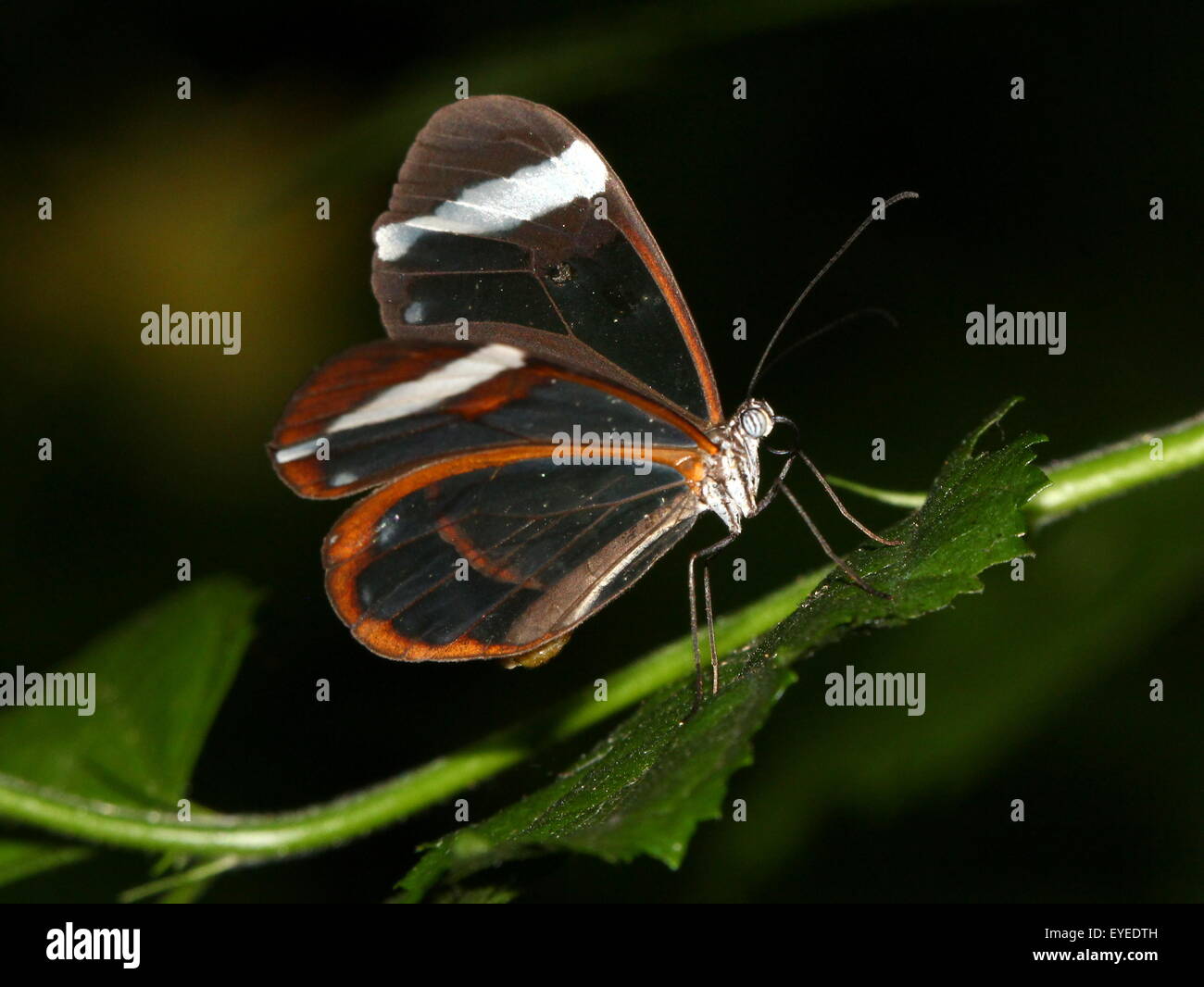 Glasswinged butterfly or Clearwing (Greta oto) posing on a leaf, wings ...