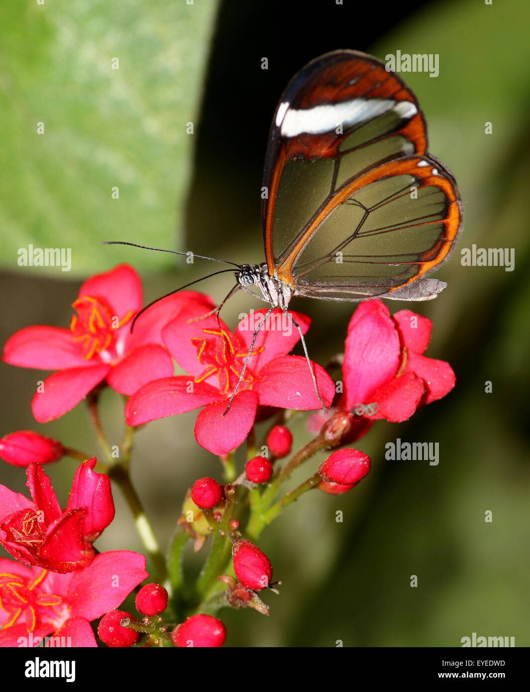 Glasswinged butterfly or Clearwing (Greta oto) feeding on a tropical ...