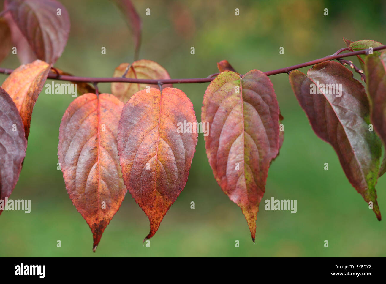 Autumn leaves in line on a branch © Jane Ann Butler Photography ...