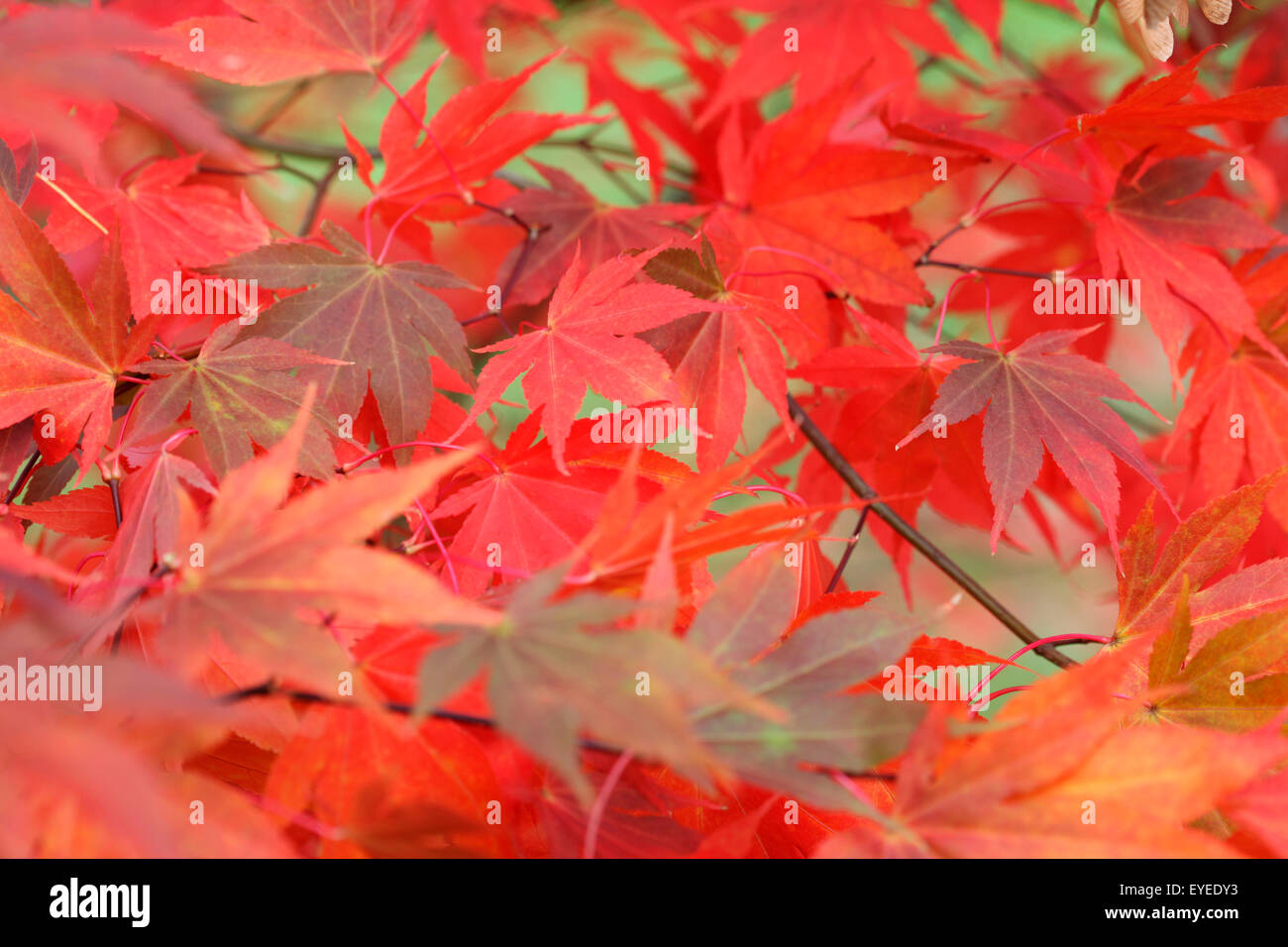 beautiful maple leaves turning colour in Autumn © Jane Ann Butler ...