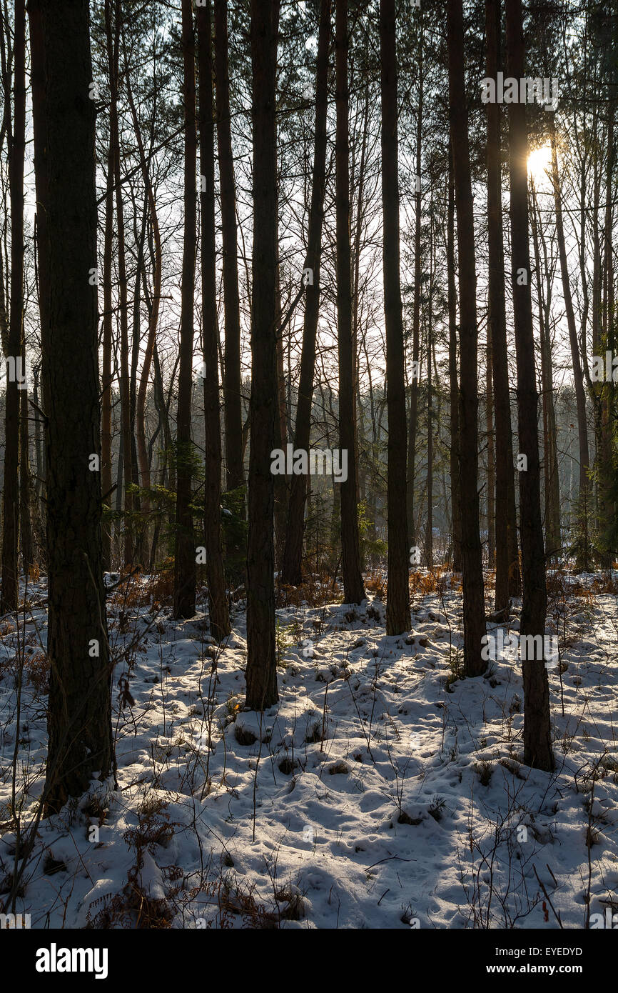 Forest in winter Stock Photo - Alamy