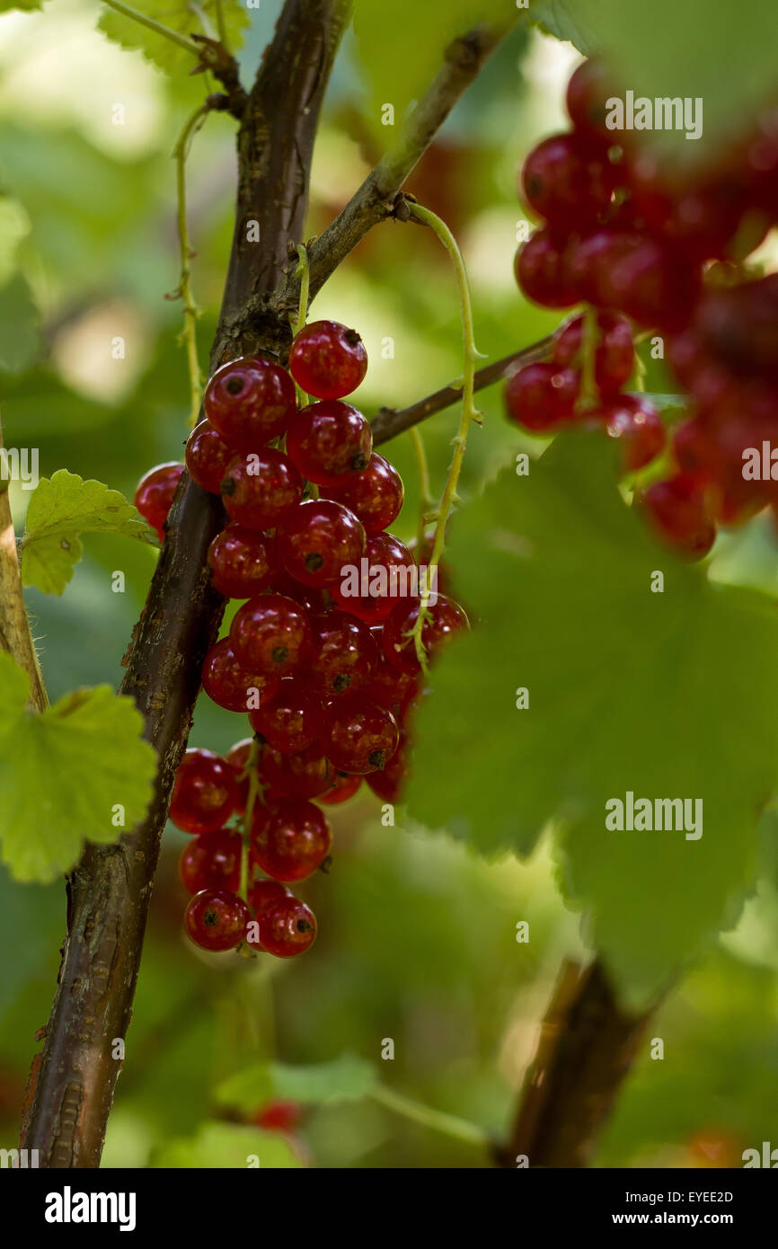 Ribes rubrum - Redcurrant Stock Photo - Alamy