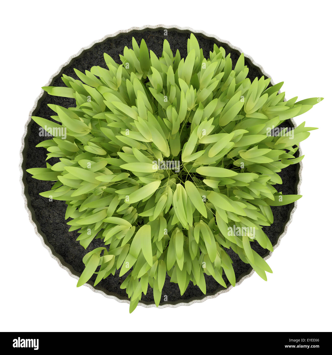 top view of potted houseplant isolated on white background Stock Photo ...