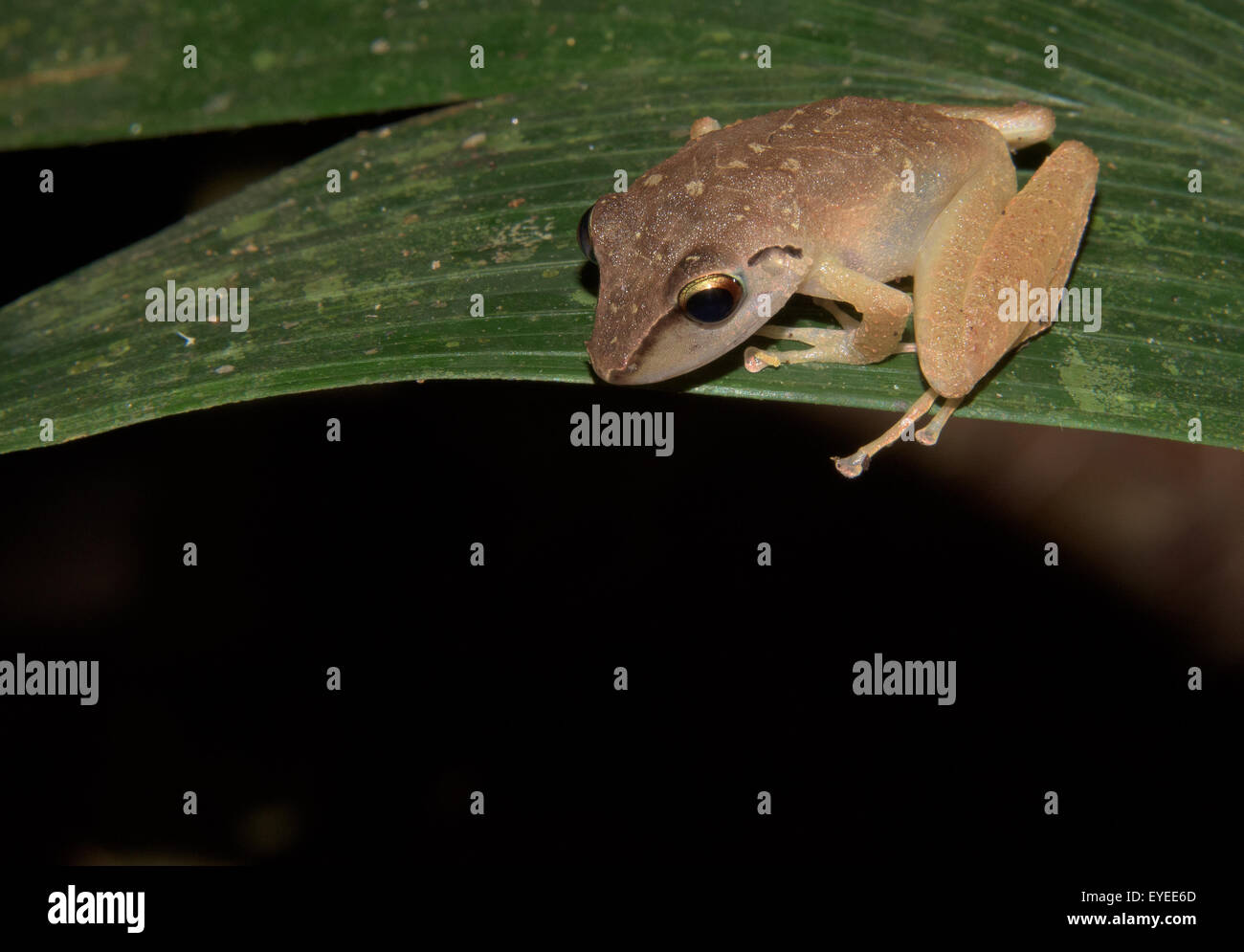 Robber Frog (Craugastor sp Stock Photo - Alamy