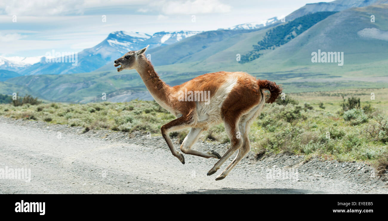 Guanaco crossing hi-res stock photography and images - Alamy