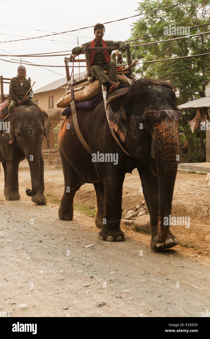 Local people riding elephants in the street; Sauraha, Chitwan province ...