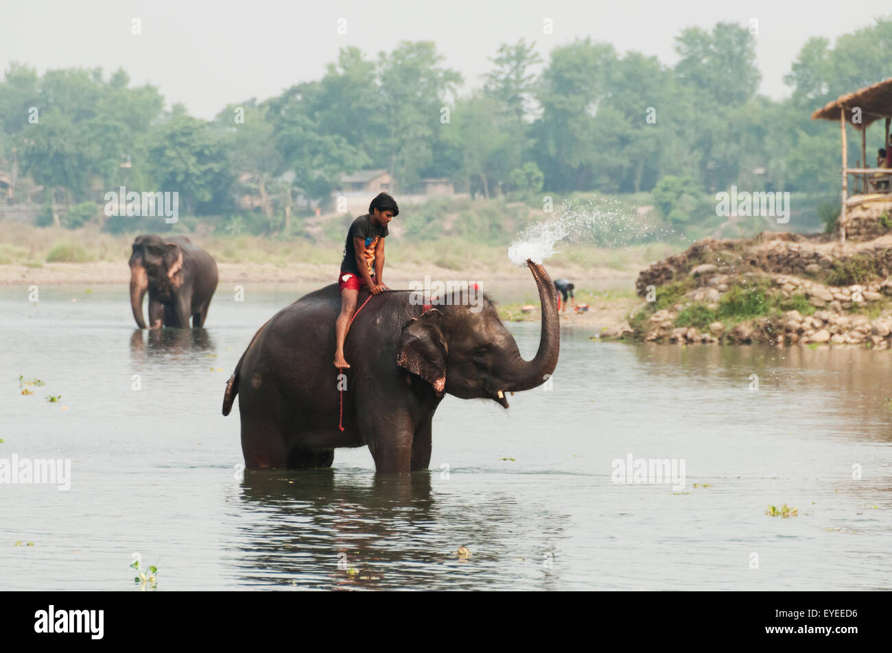 Bathing elephant in rapti river hi-res stock photography and images - Alamy