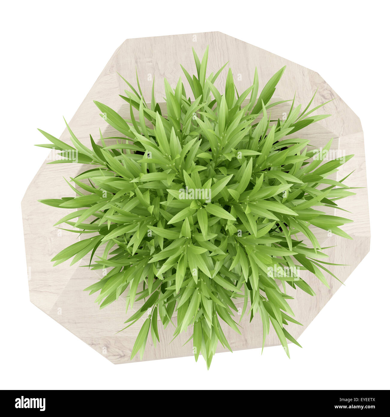top view of houseplant in wooden pot isolated on white background Stock ...
