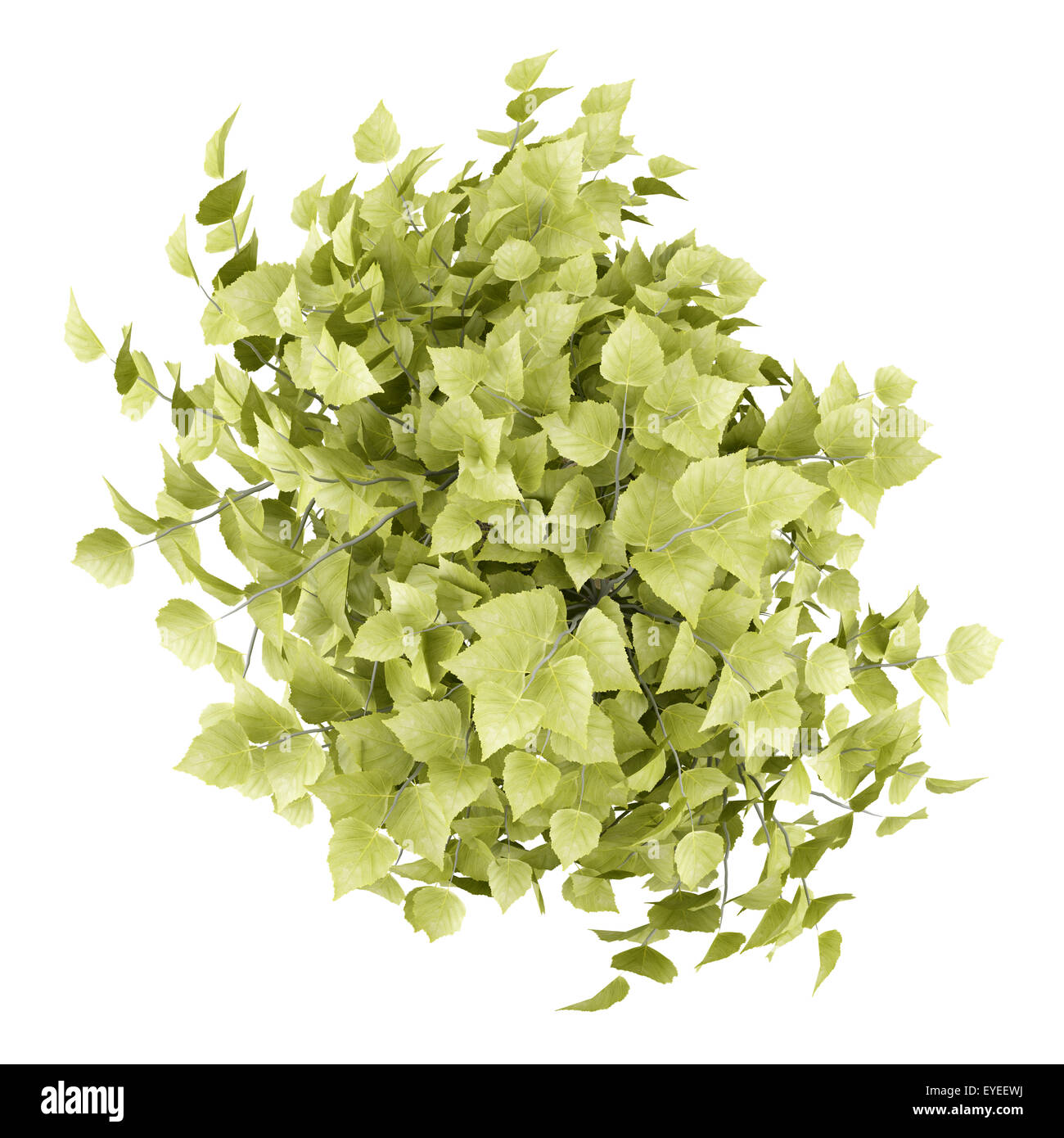 top view of bonsai plant in pot isolated on white background Stock ...