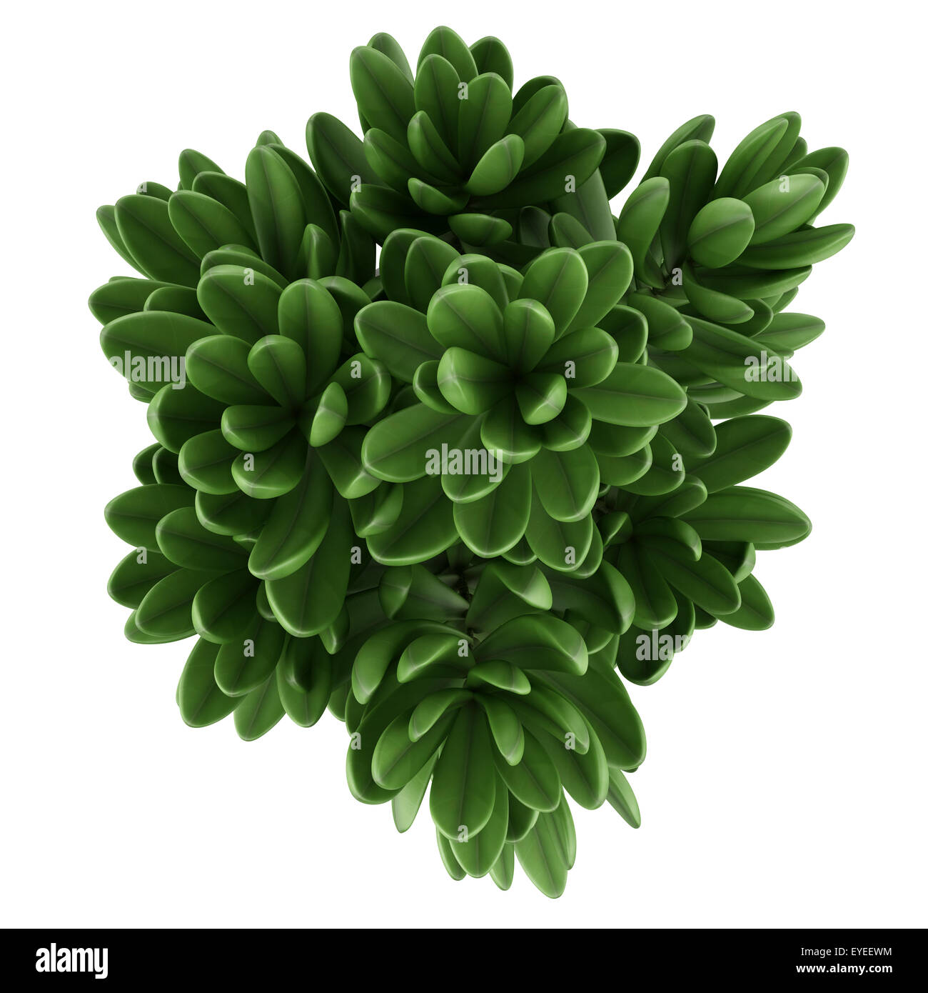 top view of houseplant in pot isolated on white background Stock Photo ...
