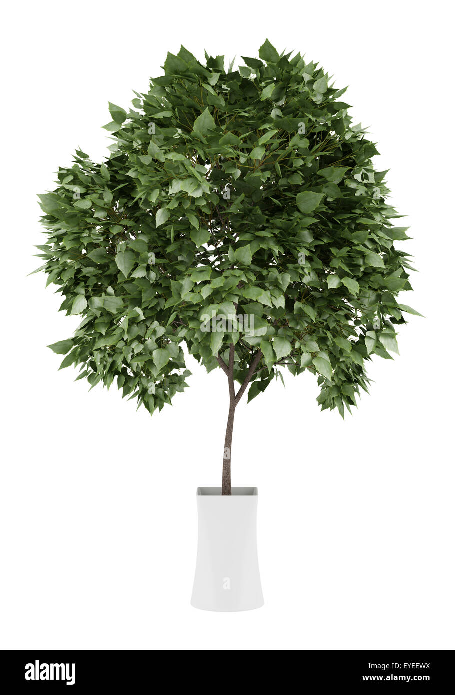 potted tree isolated on white background Stock Photo - Alamy