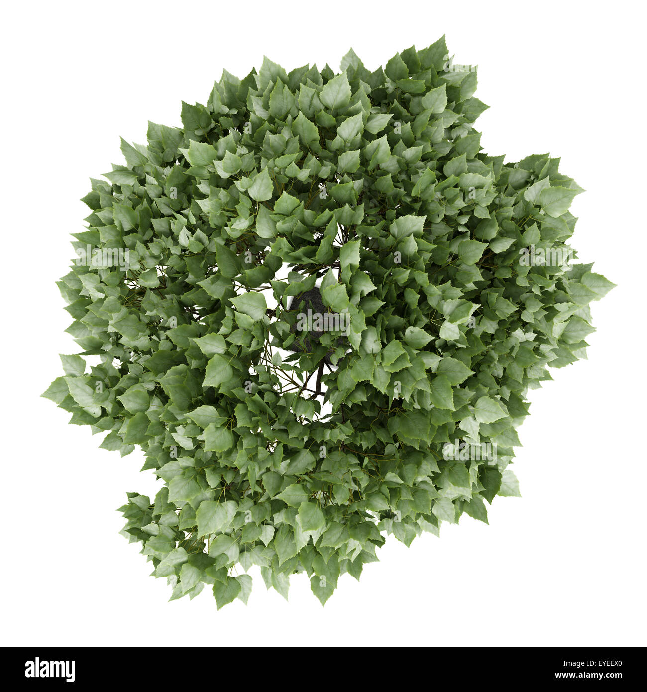 top view of potted tree isolated on white background Stock Photo - Alamy