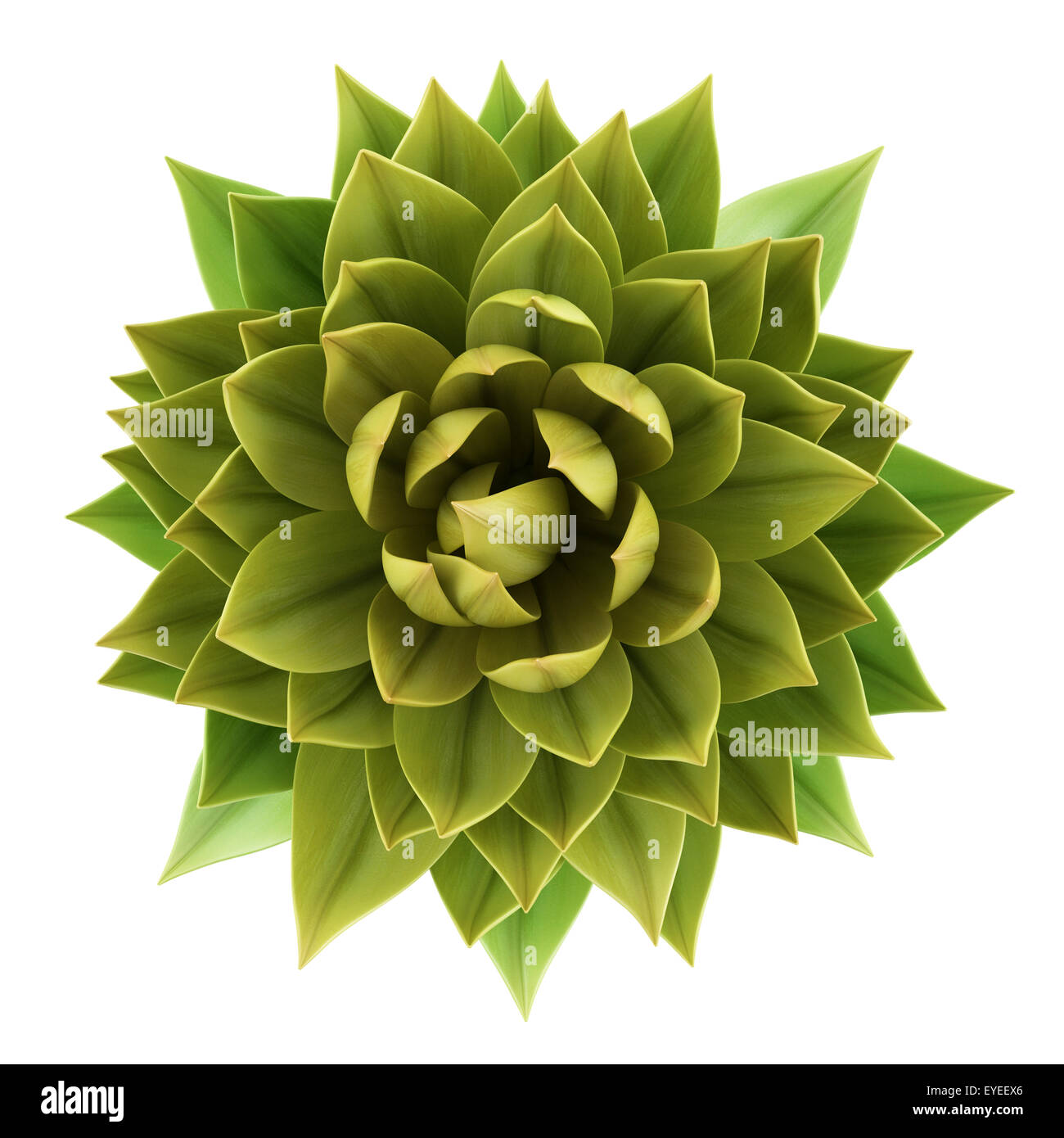 top view of houseplant in pot isolated on white background Stock Photo ...