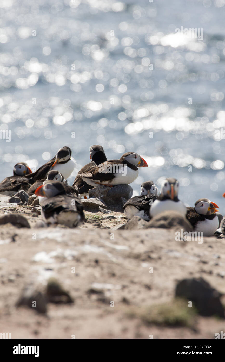 Atlantic puffins on cliffs hi-res stock photography and images - Alamy