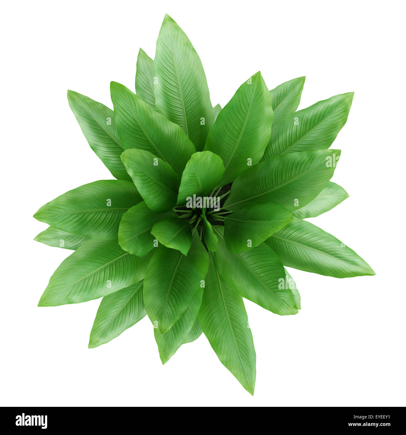 top view of houseplant in pot isolated on white background Stock Photo ...