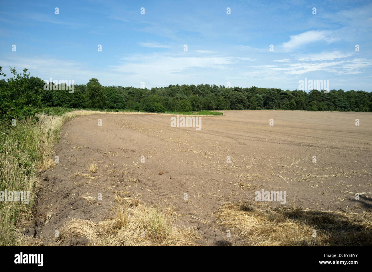 Arid farmland, Sutton Heath, Suffolk, UK Stock Photo - Alamy