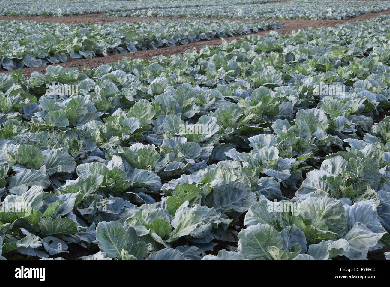 Cabbage field. Cultivation of cabbage in an open ground in the field ...